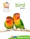 Baby Signs® Animal Signs Poster Pack - Baby Signs®