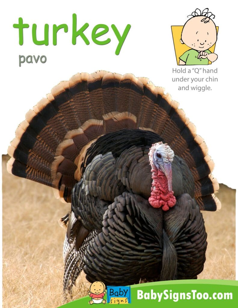 Thanksgiving Signs Poster Pack - Baby Signs®