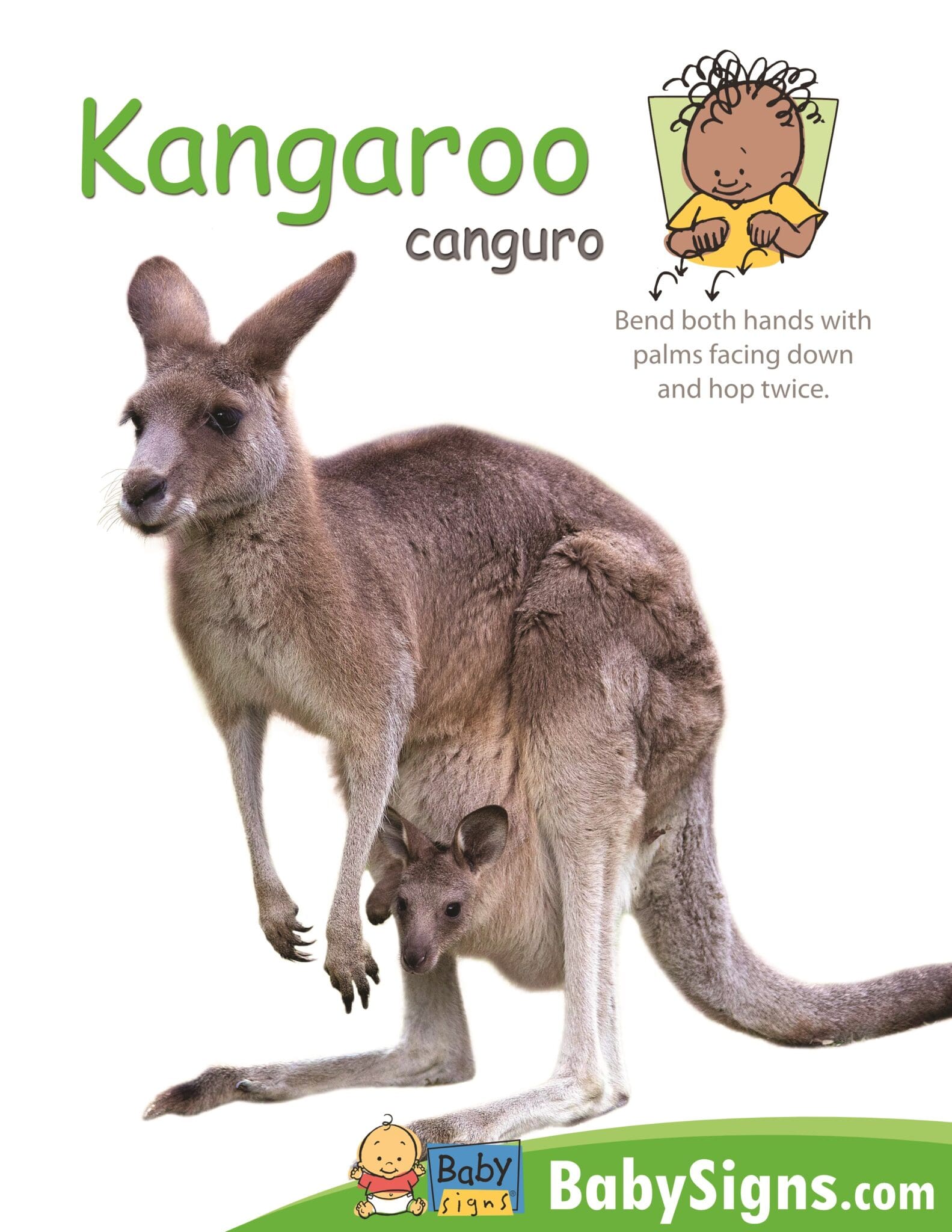 Zoo Animal Signs Poster Pack - Baby Signs®